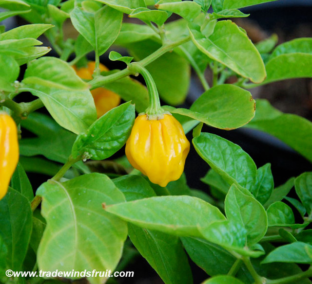 Aji Dulce 1 Pepper Seeds
