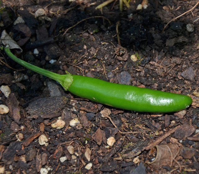 Guajillo Pepper Seeds