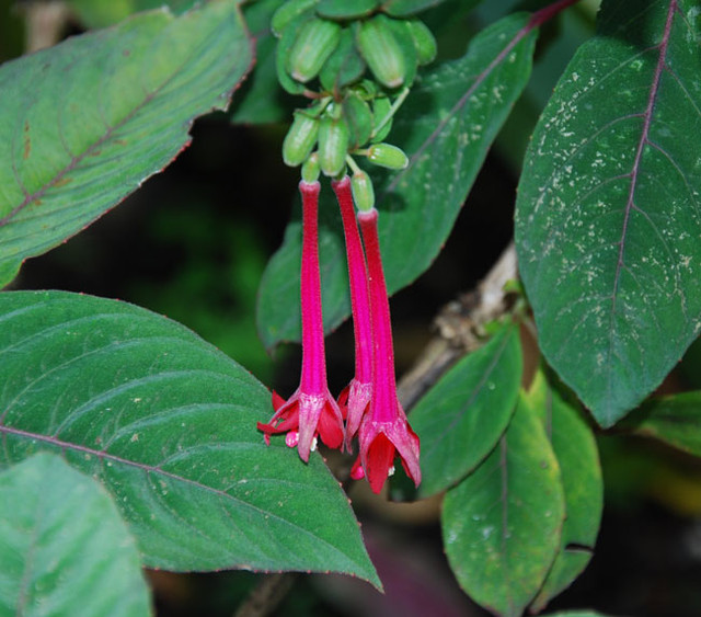 Fuchsia excorticata - New Zealand Tree Fuchsia - Seeds
