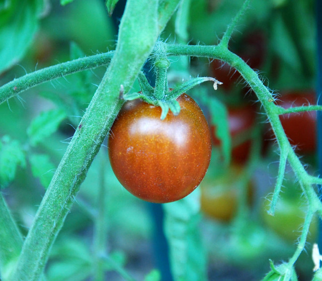 Cappuccino Tomato Seeds