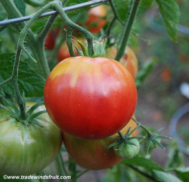 Coyote Tomato Seeds