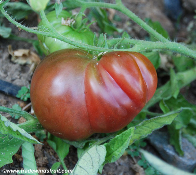 Dark Galaxy Tomato Seeds