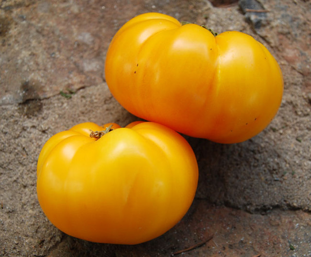 Ozark Sunset Tomato Seeds