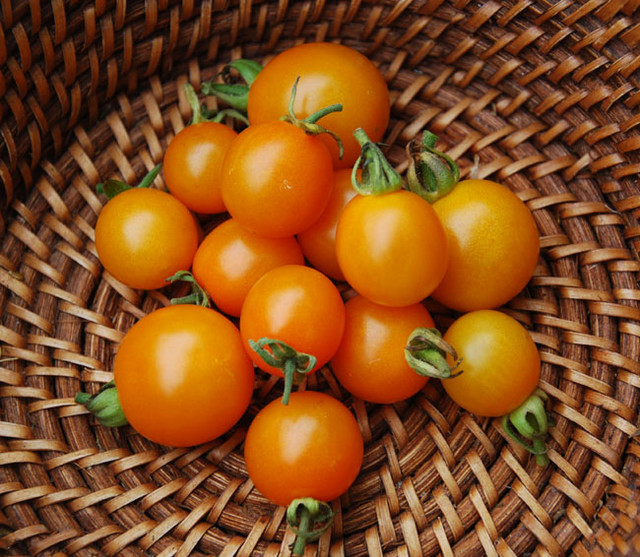 Sun Gold Cherry Tomato Seeds