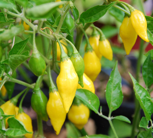 Manzano Pepper, Yellow Seeds