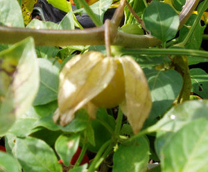 Physalis peruviana - Ayacucho Giant Cape Gooseberry - Seeds