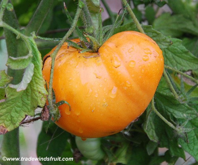 Mountain Gold Tomato Seeds