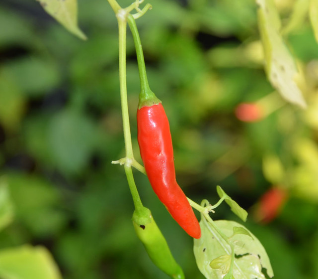 African Bird's Eye Pepper Seeds