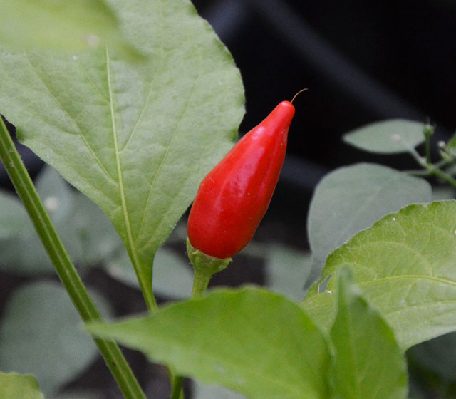 Inca Red Drop Pepper Seeds