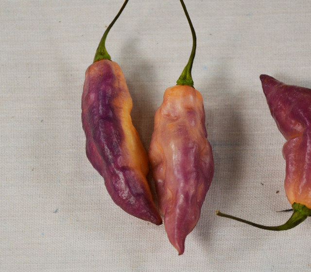 Bhut Jolokia Solid Gold Pepper Seeds