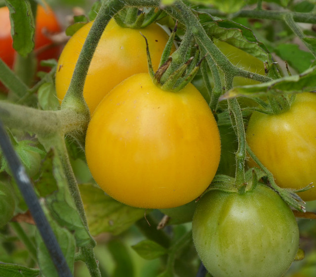 Lemon Boy Tomato Seeds