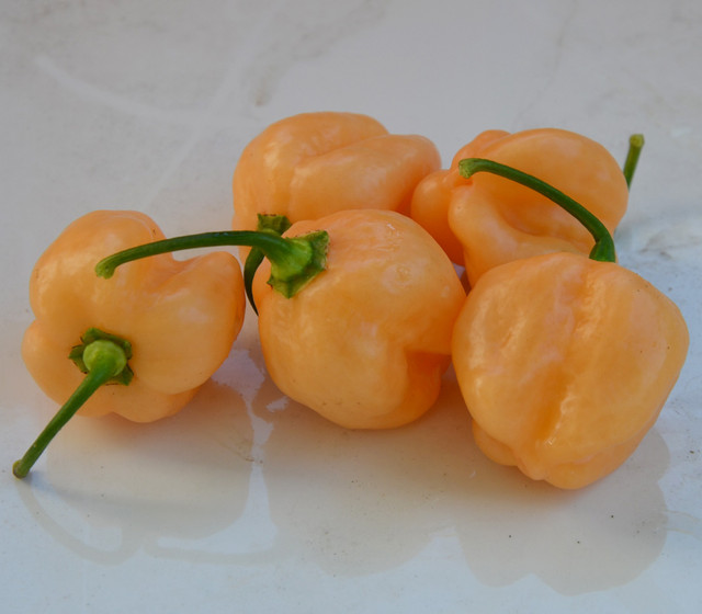 Apocalypse Scorpion Pepper Seeds