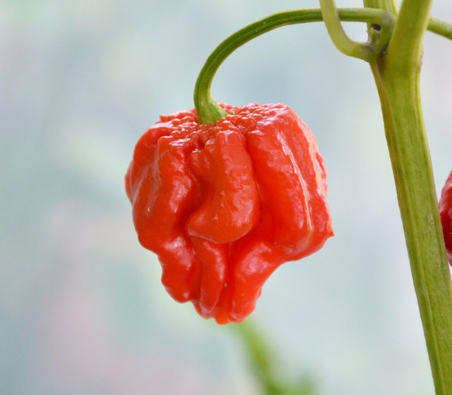 Australian Red Lantern Pepper Seeds