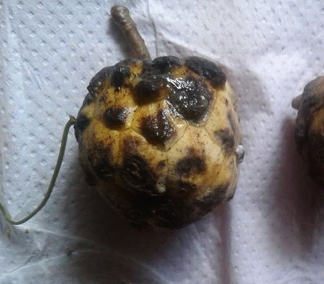 Rollinia deliciosa - Biriba - Seeds