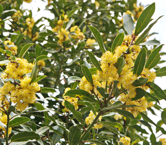 Laurus nobilis - Bay Leaf - Seeds