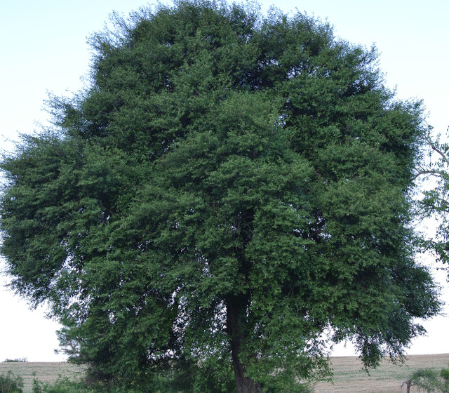 Sideroxylon palmeri - Tempesquistle - Seeds