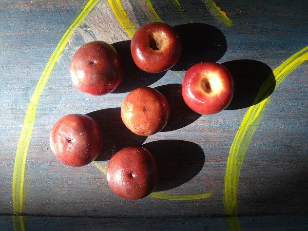 Byrsonima crassifolia - Chocolate Nance - Seeds