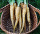 Dragon Carrot Seeds