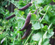 Blue Podded Pea Seeds