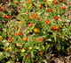 Marbles Pepper Seeds