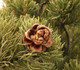 Pinus edulis - Pinyon Pine - Seeds