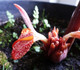 Zingiber officinale - Hawaiian Yellow Ginger - Seeds