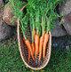 Dragon Carrot Seeds