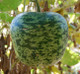 Cucuzzi Italian Edible Gourd Seeds