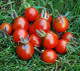 Fahrenheit Blues Tomato Seeds