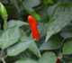 Inca Red Drop Pepper Seeds