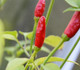Siling Labuyo Pepper Seeds