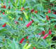 Klinger's Florida Grove Pepper Seeds