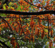 Cassia moschata - Bronze Shower Tree - Seeds