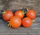 Ozark Sunset Tomato Seeds
