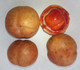 Baccaurea deflexa - Tampoi Merah - Seeds