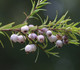 Austromyrtus dulcis - Midgen Berry - Seeds