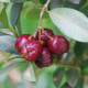 Syzygium polycephalum - Lipote - Seeds