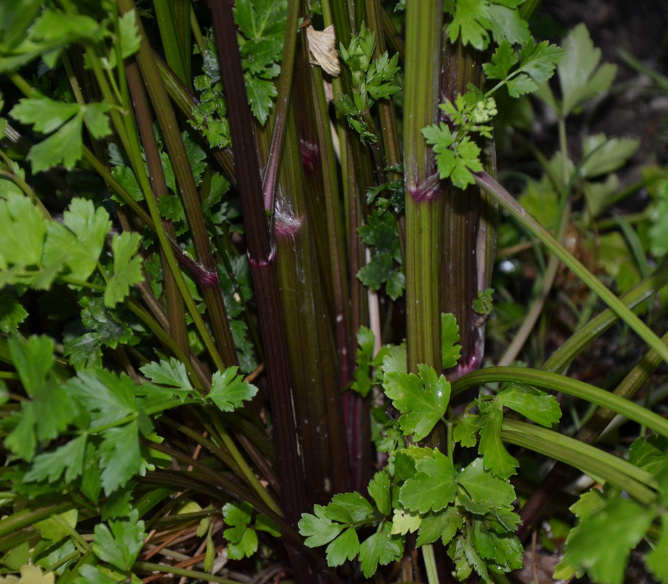 Red Venture Celery Seeds