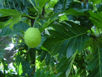 Artocarpus camansi - Breadnut - Seeds
