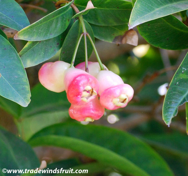 Syzygium samarangense - Wax Jambu - Seeds