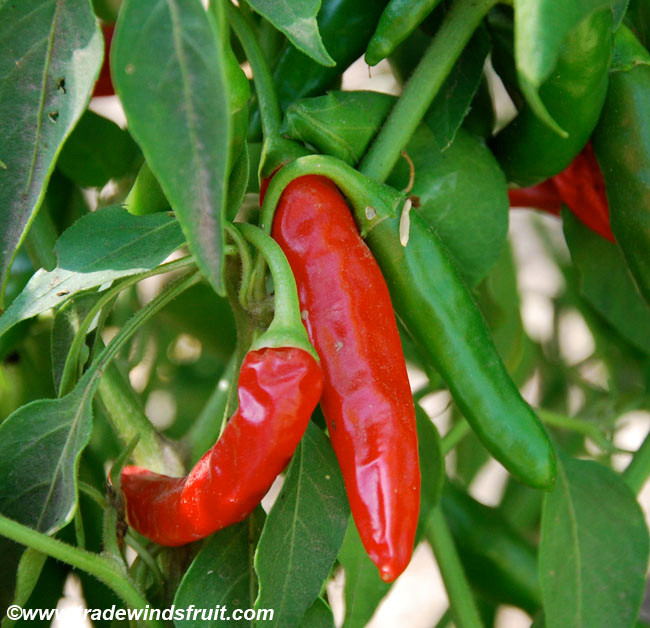 Indian Jwala Pepper Seeds