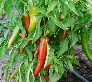 Klinger's Florida Grove Pepper Seeds