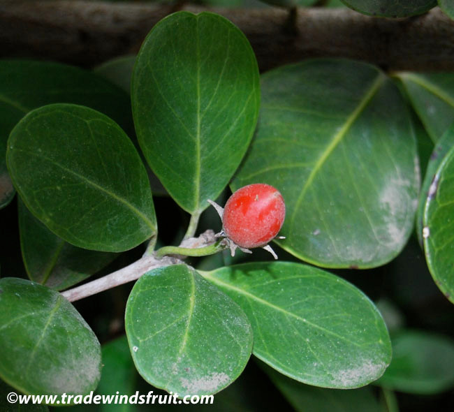 Chrysobalanus icaco - Cocoplum - Seeds