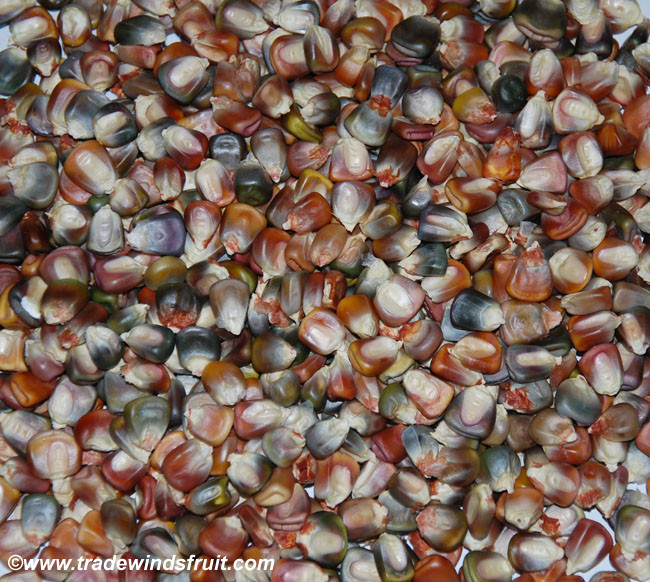 Wampum Corn Seeds