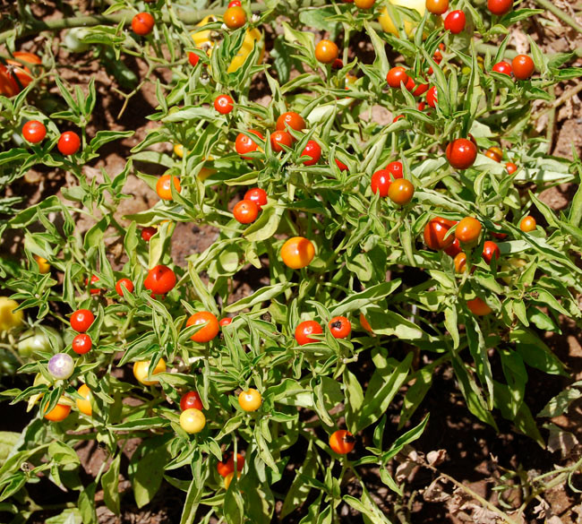 Marbles Pepper Seeds