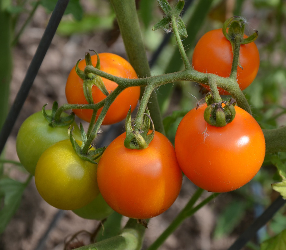 Big Sungold Tomato Seeds
