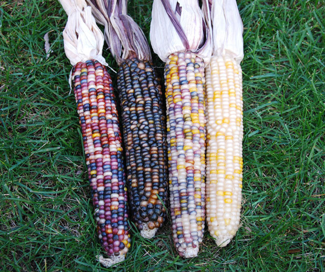 Black Aztec Corn Seeds