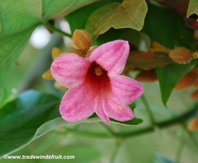Brachychiton acerifolius - Australian Flame Tree - Seeds