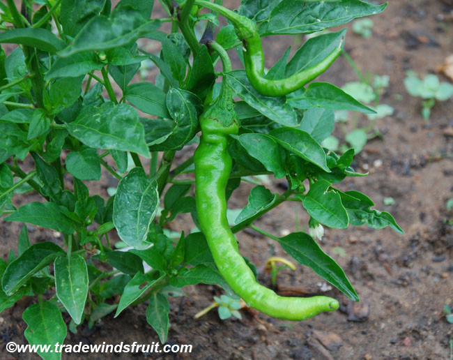 Purira Pepper Seeds