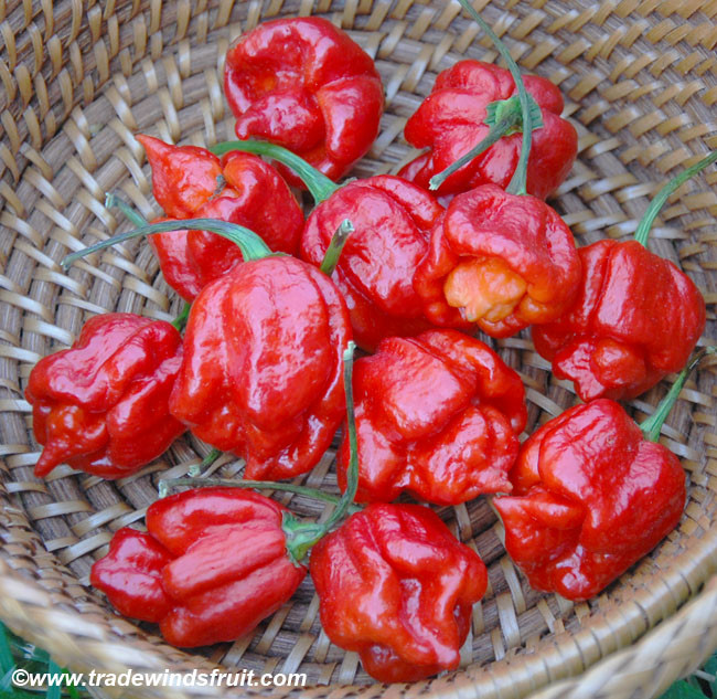 Apocalypse Scorpion Pepper Seeds